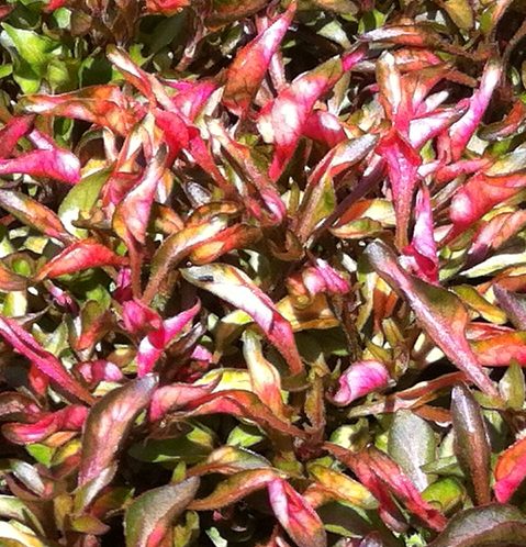 Genus: Alternanthera For the Garden – KarensGardenTips.com