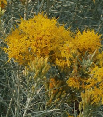Weeds and Their Control: Rubber Rabbitbrush (Chrysothamnus nauseosus ...
