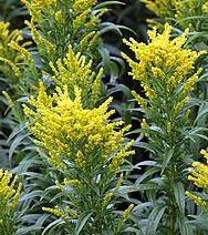 Plant Profile: x Solidaster luteus ‘Lemore’