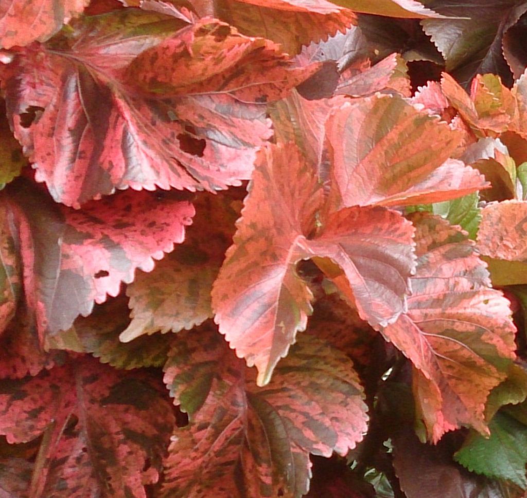 Genus Acalypha for the Garden – KarensGardenTips.com