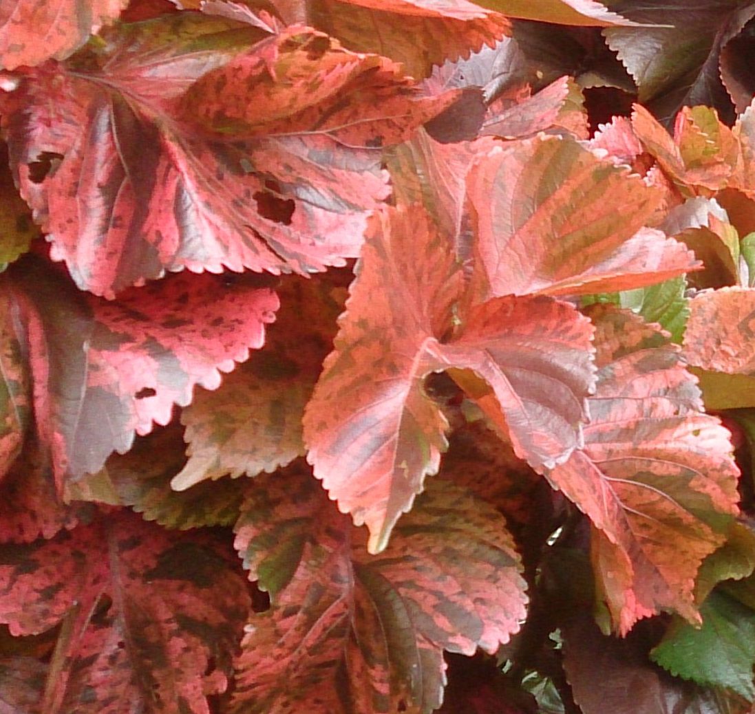 Genus Acalypha for the Garden – KarensGardenTips.com