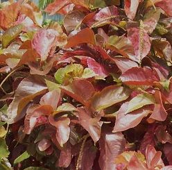 Genus Acalypha for the Garden – KarensGardenTips.com