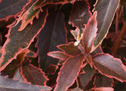 Genus Acalypha for the Garden – KarensGardenTips.com