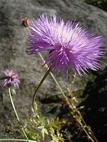 Plant Profile: Sweet Sultan (Centaurea moschata aka Amberboa moschata ...