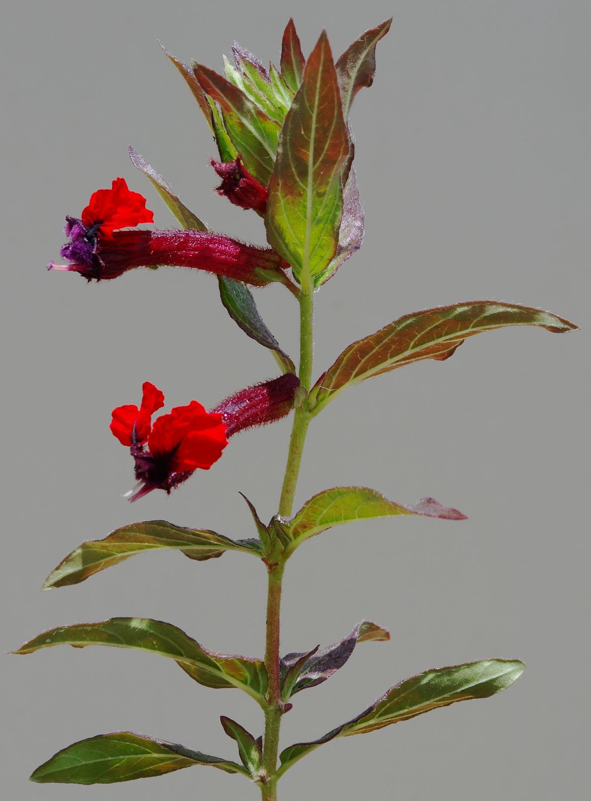 Plant Profile: Red Cuphea (Cuphea llavea aka C. blepharophylla ...