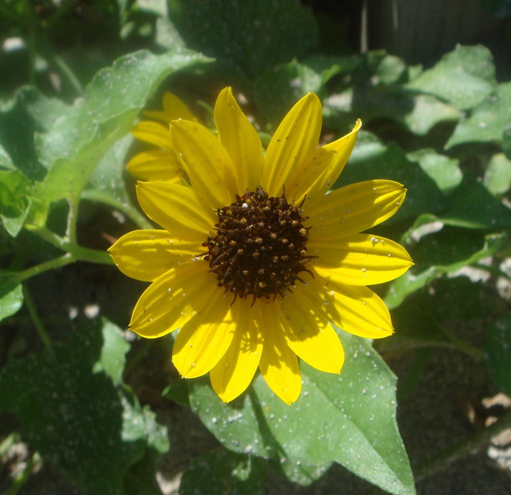 Plant Profile: Beach Sunflower (Helianthus debilis) – KarensGardenTips.com