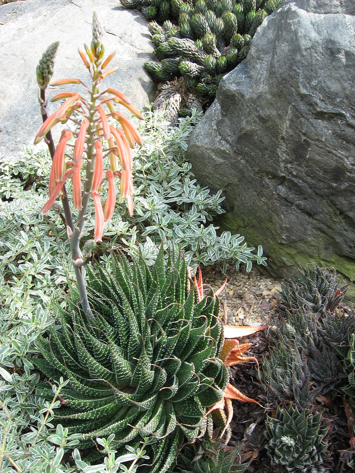 Genus Aloe for the Garden – KarensGardenTips.com
