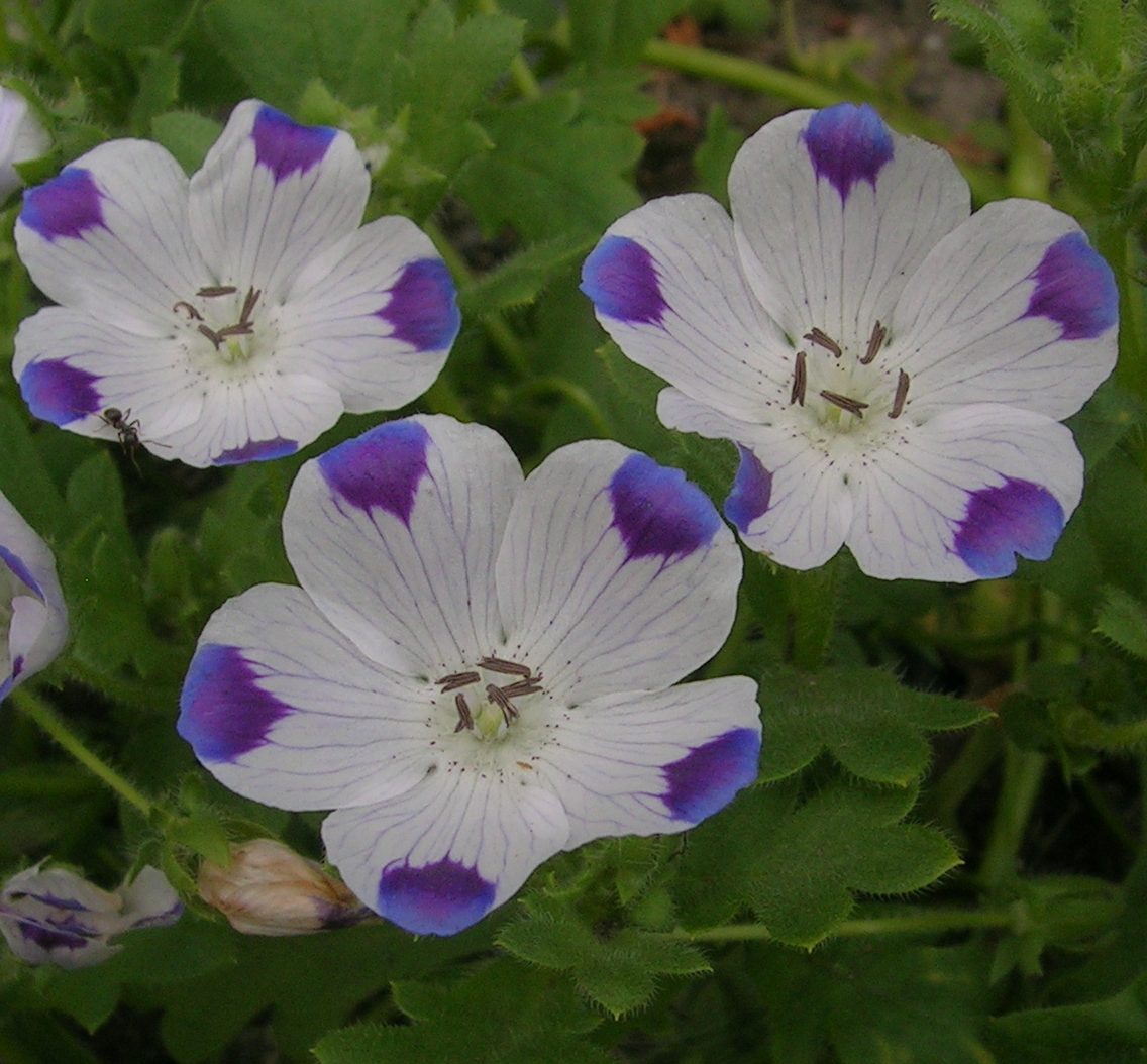 Plant Profile: Five Spot (Nemophila maculata) – KarensGardenTips.com