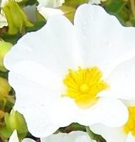Plant Profile: White Rock Rose (Cistus x hybridus aka C. corbariensis ...