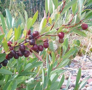 Plant Profile: Western Sand Cherry (Prunus besseyi) – KarensGardenTips.com