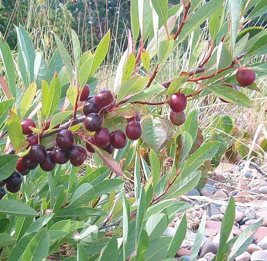 Plant Profile: Western Sand Cherry (Prunus besseyi) – KarensGardenTips.com