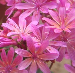 Plant Profile: Lewisia ‘George Henley’ – KarensGardenTips.com
