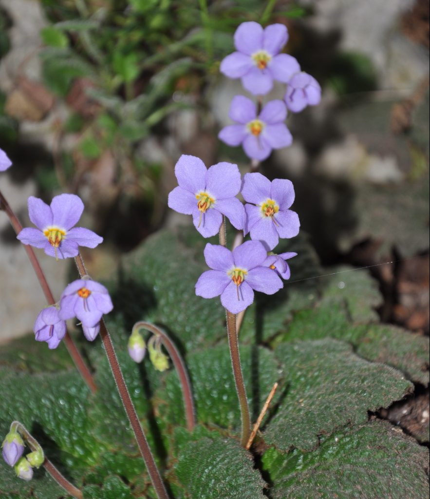 Plant Profile: Pyrenean-Violet (Ramonda myconi) – KarensGardenTips.com