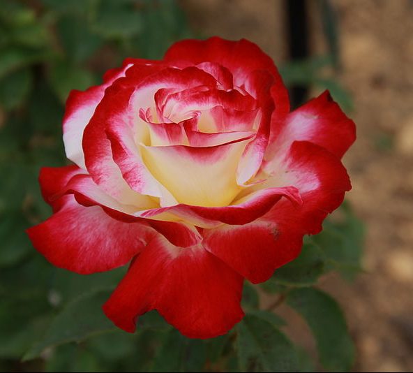 Plant Profile: Rose ‘Double Delight’ – KarensGardenTips.com