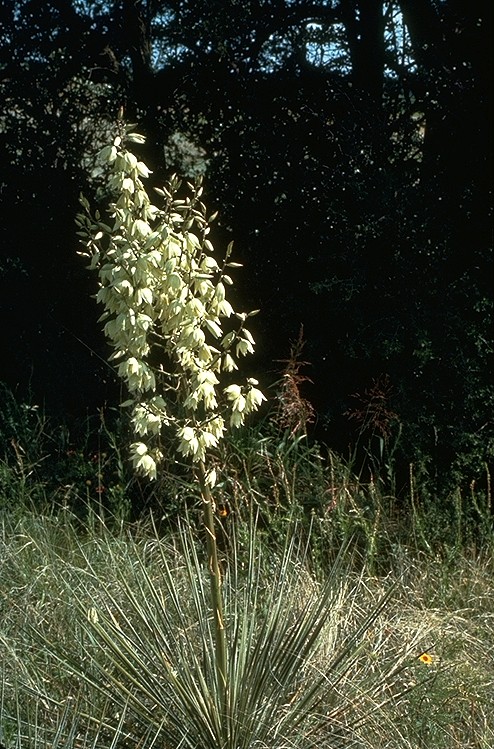 Plant Profile: Soapwort (Yucca glauca aka Y. angustifolia ...