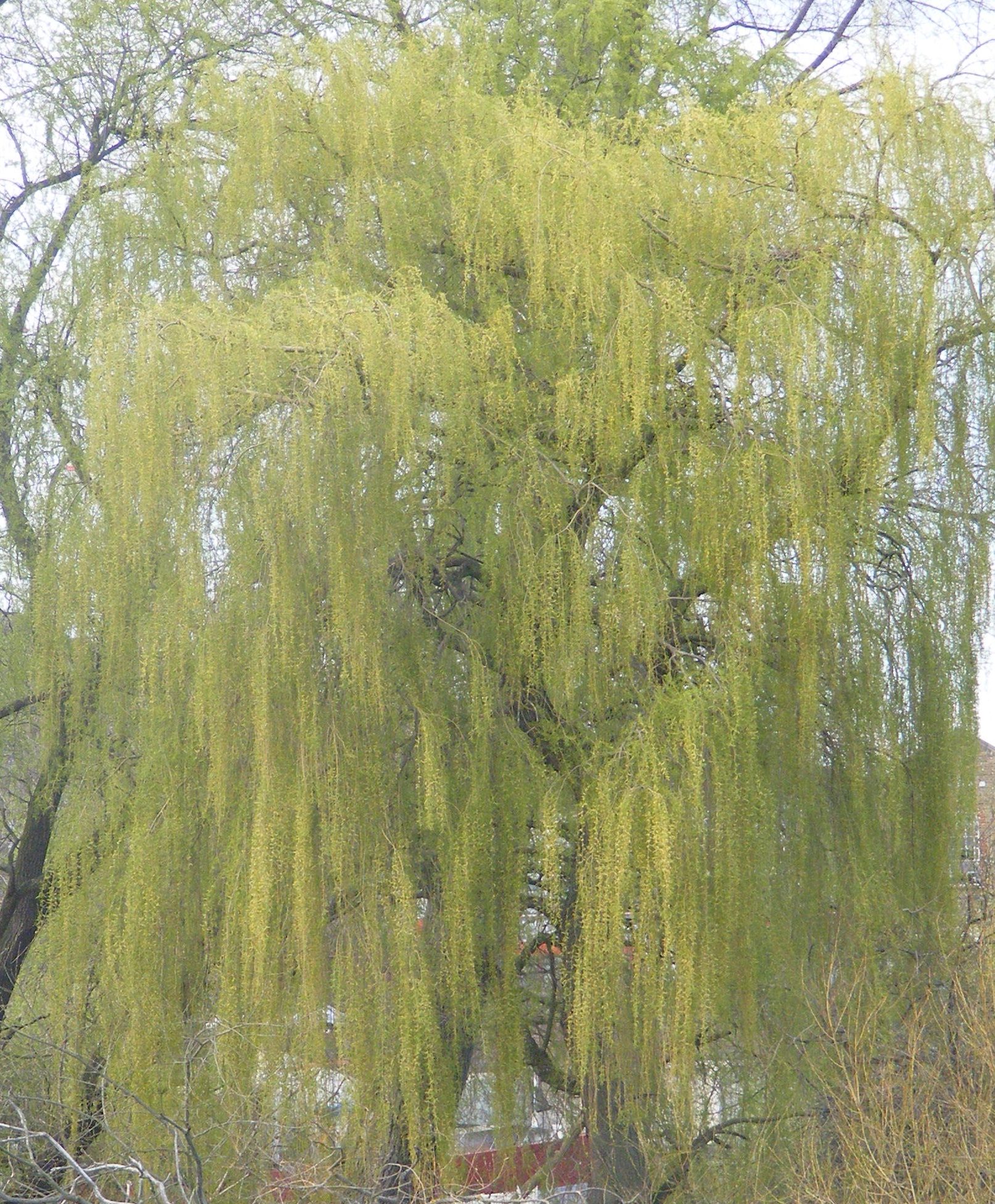 Trees for Watersides – KarensGardenTips.com