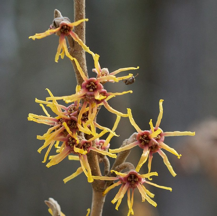 Plant Profile: Ozark Witch Hazel (Hamamelis vernalis ...
