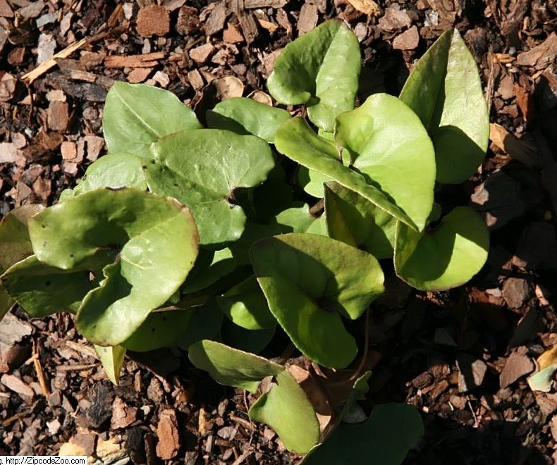 Plant Profile: Heartleaf Wild Ginger (Asarum arifolium aka Hexastylis ...