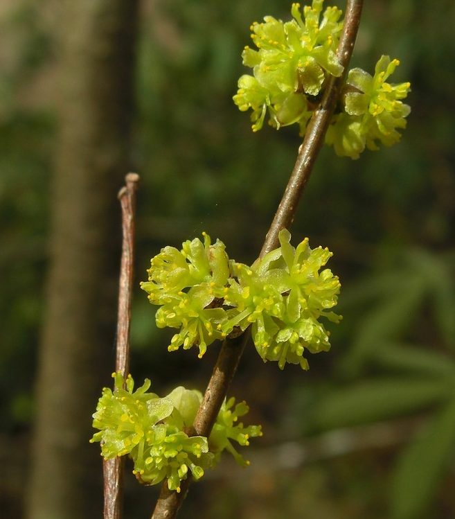 Plant Profile: Spicebush (Lindera benzoin) – KarensGardenTips.com