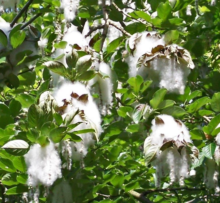 Plant Profile: Japanese Poplar (Populus maximowiczii ...