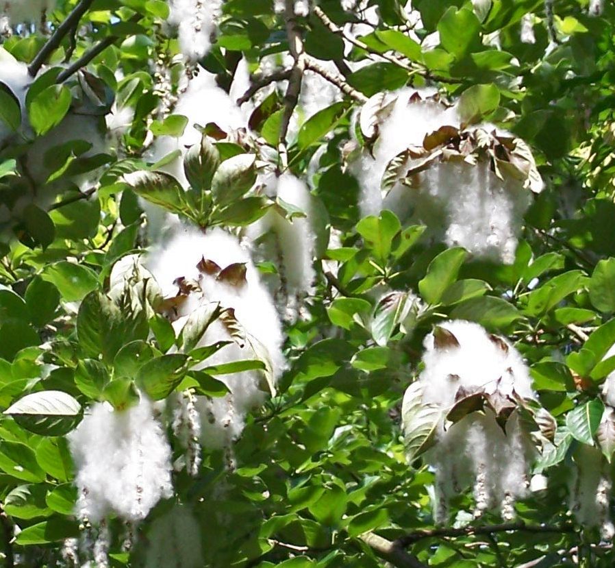 Trees for Watersides