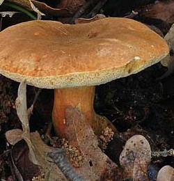 Edible Mushrooms: Chestnut Bolete (Gyroporus castaneus ...