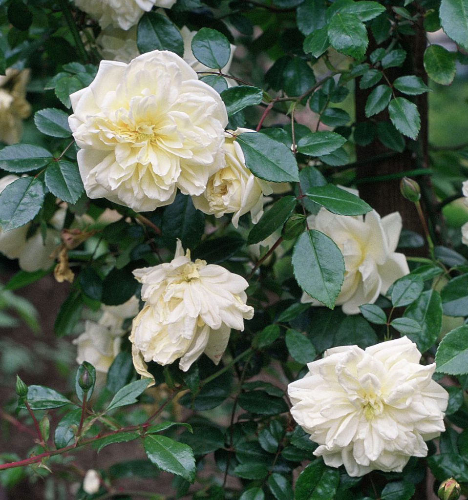 Plant Profile: Rose Alberic Barbier – KarensGardenTips.com