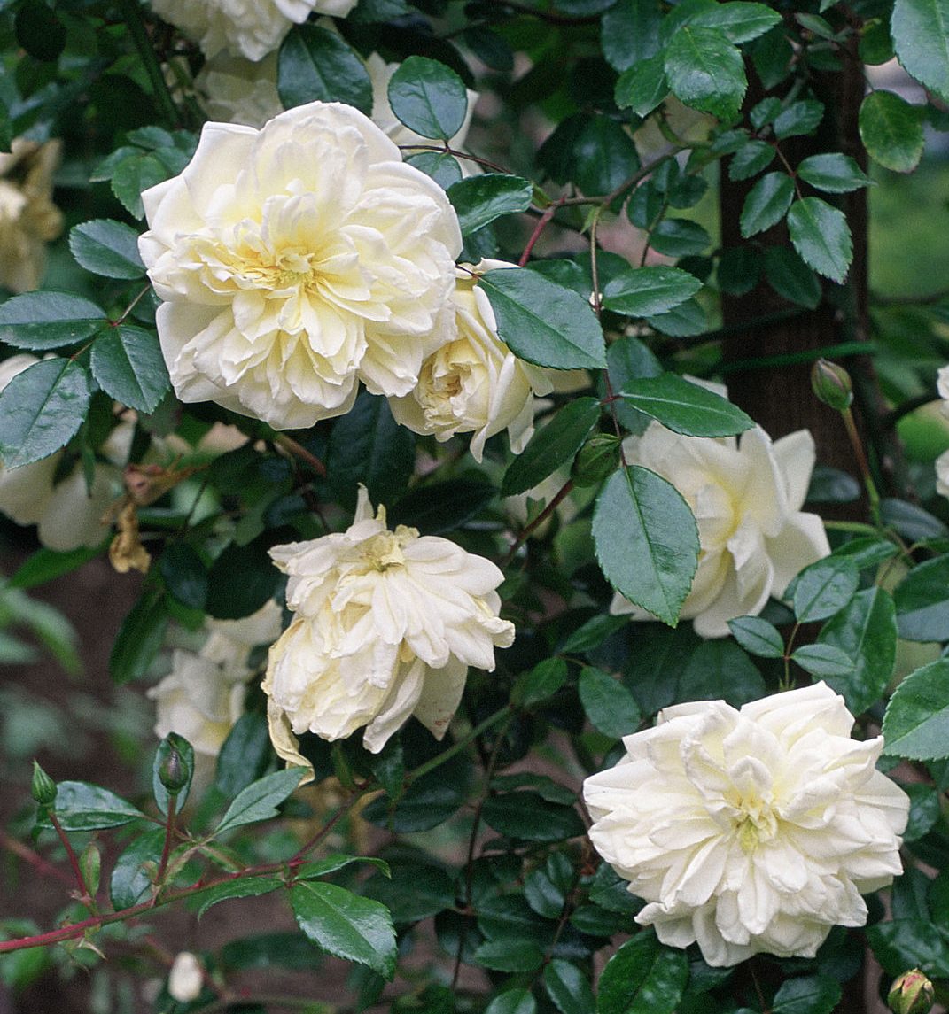 Plant Profile: Rose Alberic Barbier – KarensGardenTips.com