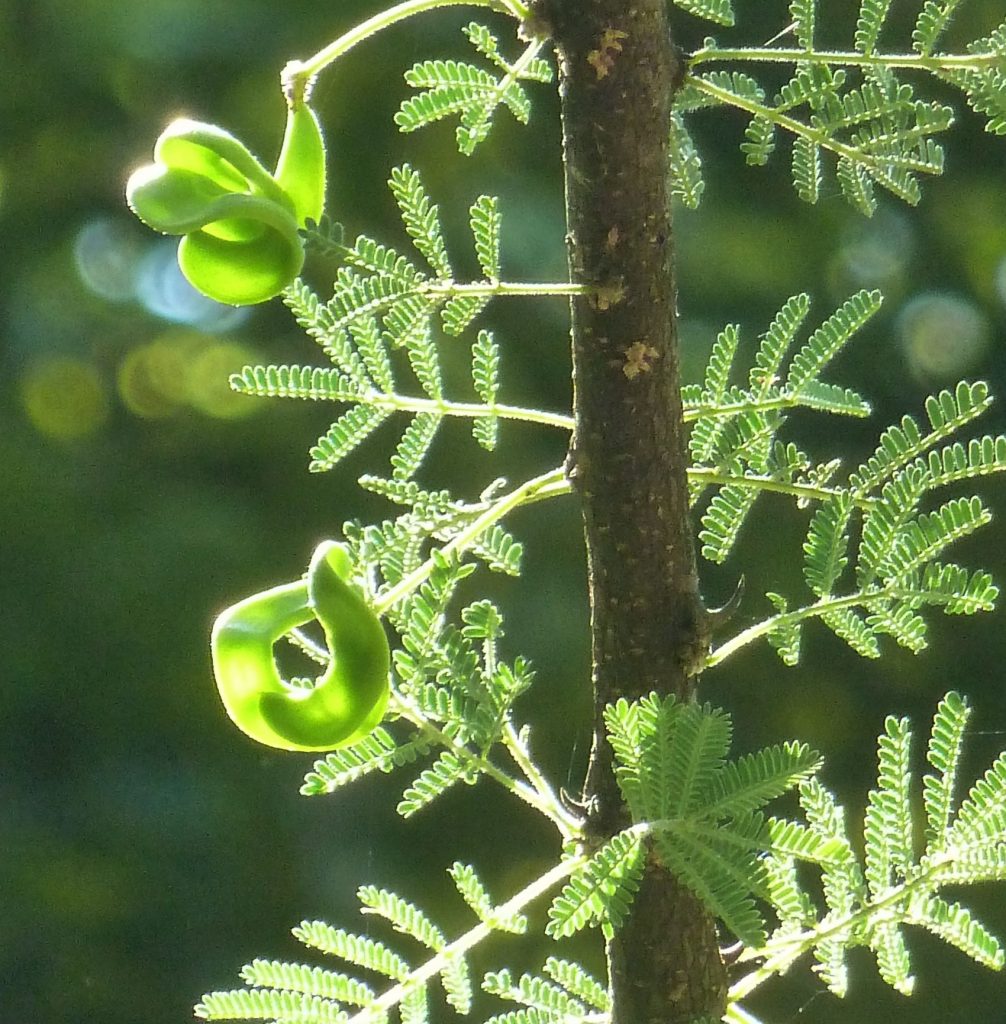 Plant Profile: Twisted Acacia (Acacia raddiana aka Vachellia tortilis ...