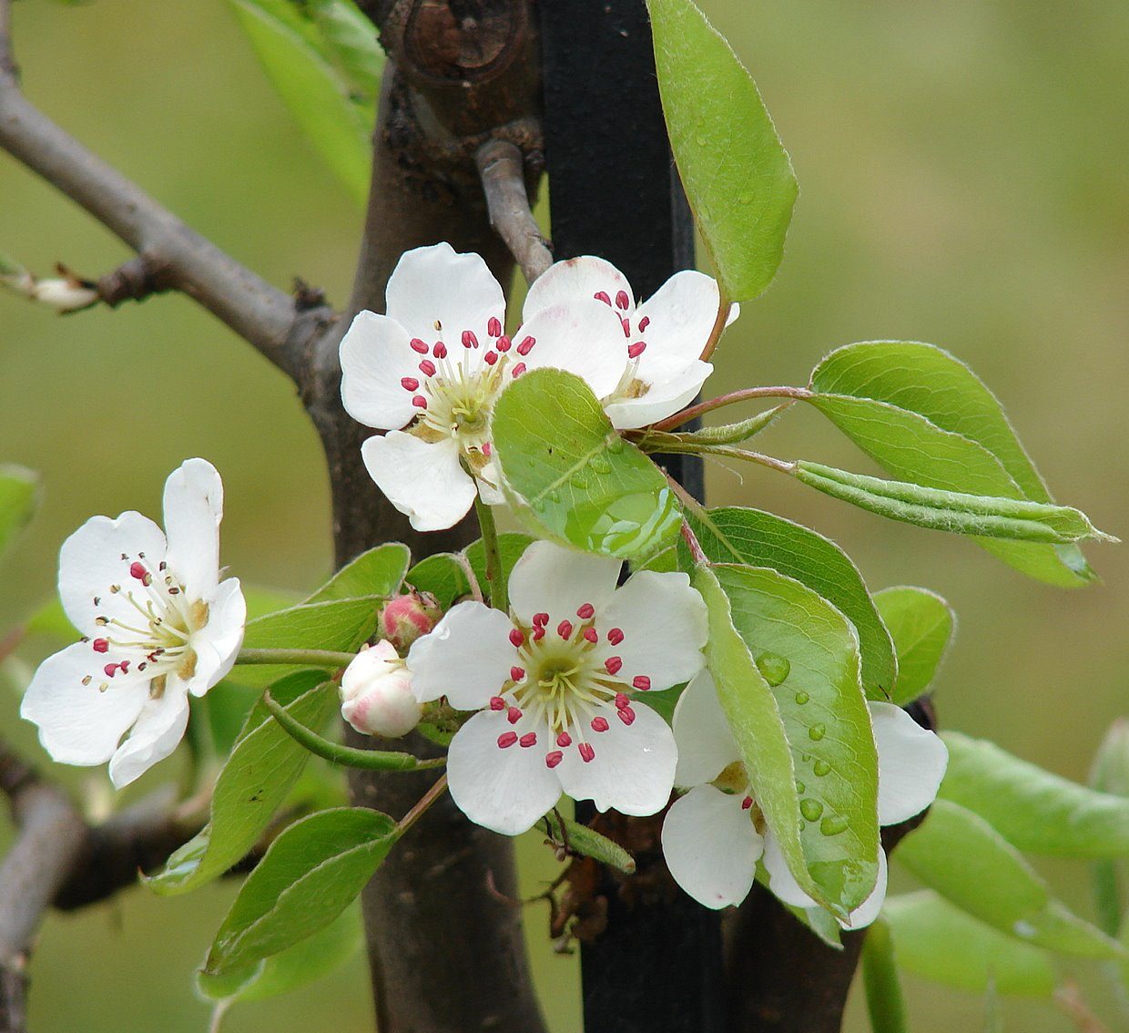 Plant Profile: Apple (Malus domestica aka M. pumila) – KarensGardenTips.com