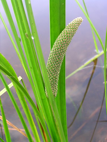 Plants of the Bible: Calamus (Acornus calamus) – KarensGardenTips.com