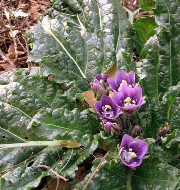 Plants of the Bible: Mandrake ( (Mandragora officinarum aka Atropa ...