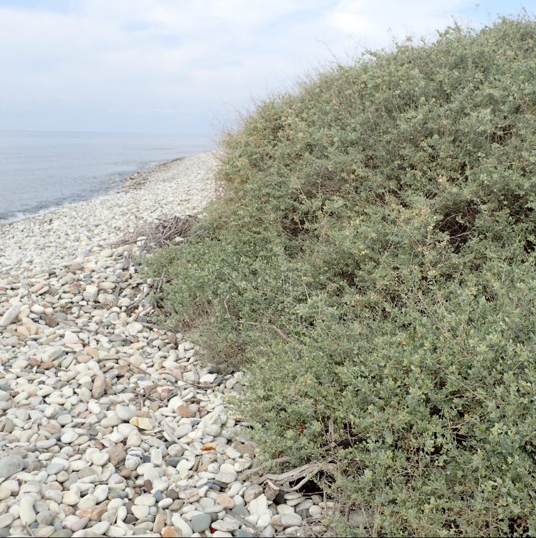 Plant Profile: Mediterranean Saltwort (Atriplex halimus ...