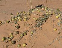 Plant Profile: Colocynth (Citrullus colocynthis) – KarensGardenTips.com