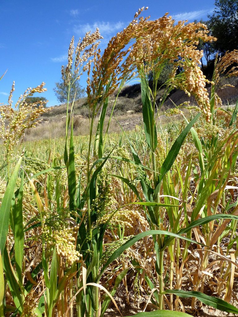 Plant Profile: Common Millet (Panicum miliaceum) – KarensGardenTips.com