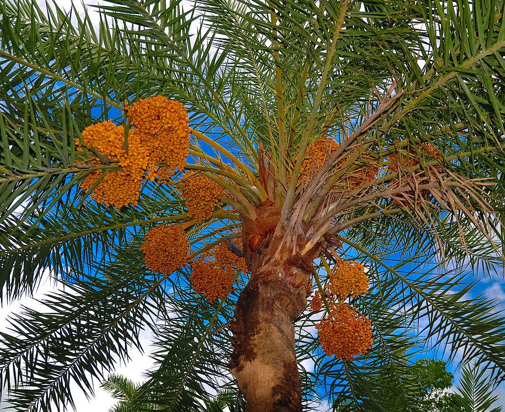 Plant Profile: Date Palm (Phoenix dactylifera) – KarensGardenTips.com