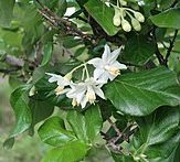 Plant Profile: Snowdrop Bush (Styrax officinalis) – KarensGardenTips.com