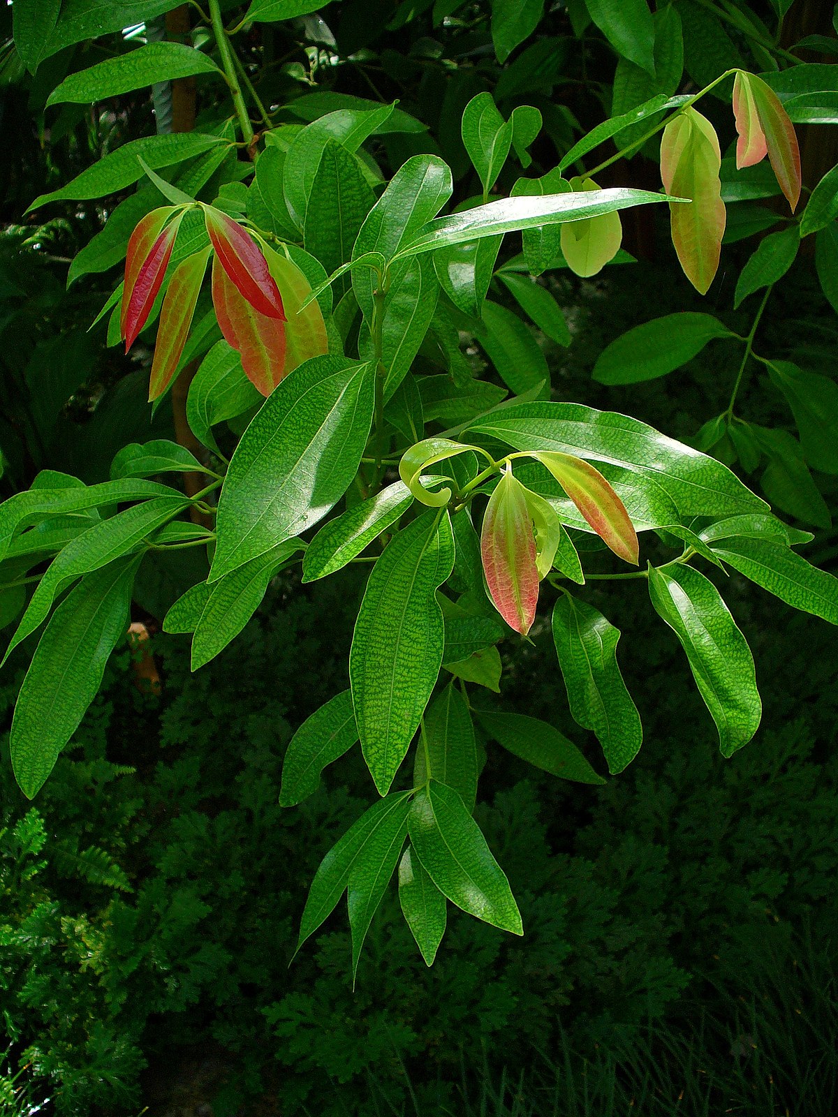 Plant Profile: Cinnamon (Cinnamomum verum) – KarensGardenTips.com