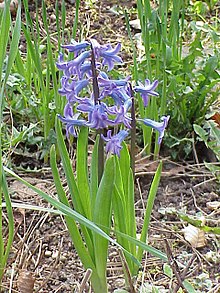 Plant Profile: Common Hyacinth (Hyacinthus orientalis ...