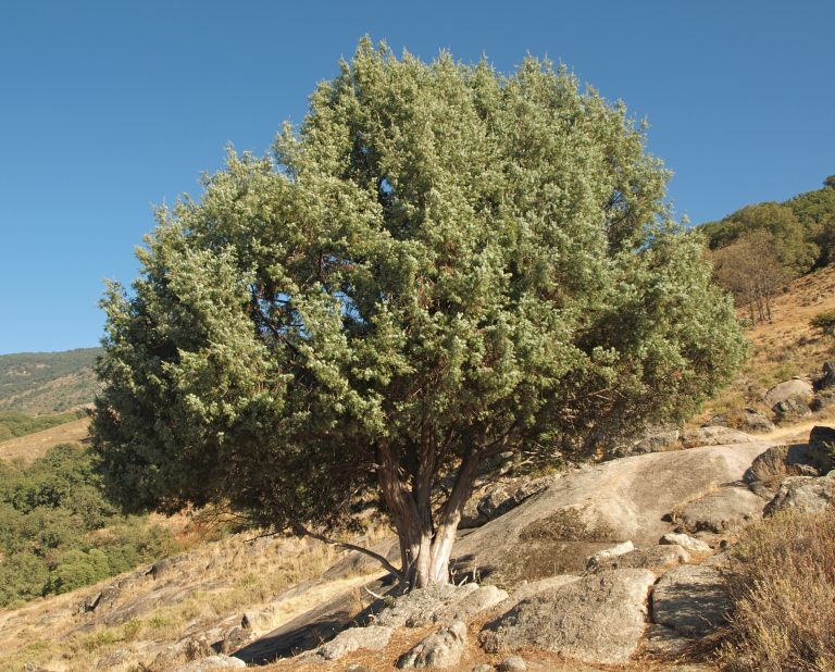 Plant Profile: Prickly Juniper (Juniperus oxycedrus aka J. deltoides ...