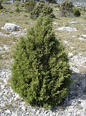 Plants of the Bible: Phoenicean Juniper (Juniperus phoenicia ...