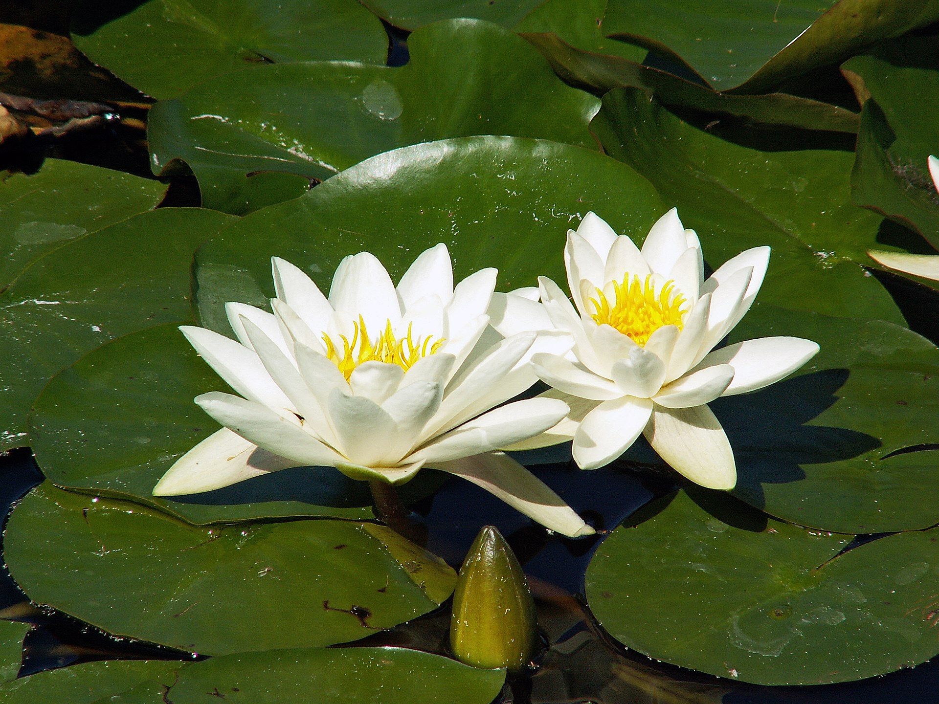 Plant Profile: White Water Lily ( Nymphaea alba) – KarensGardenTips.com