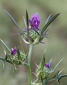 Plant Profile: Syrian Thistle (Notobasis syriaca) – KarensGardenTips.com