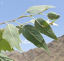 Plant Profile: Euphrates Poplar (Populus euphratica) – KarensGardenTips.com