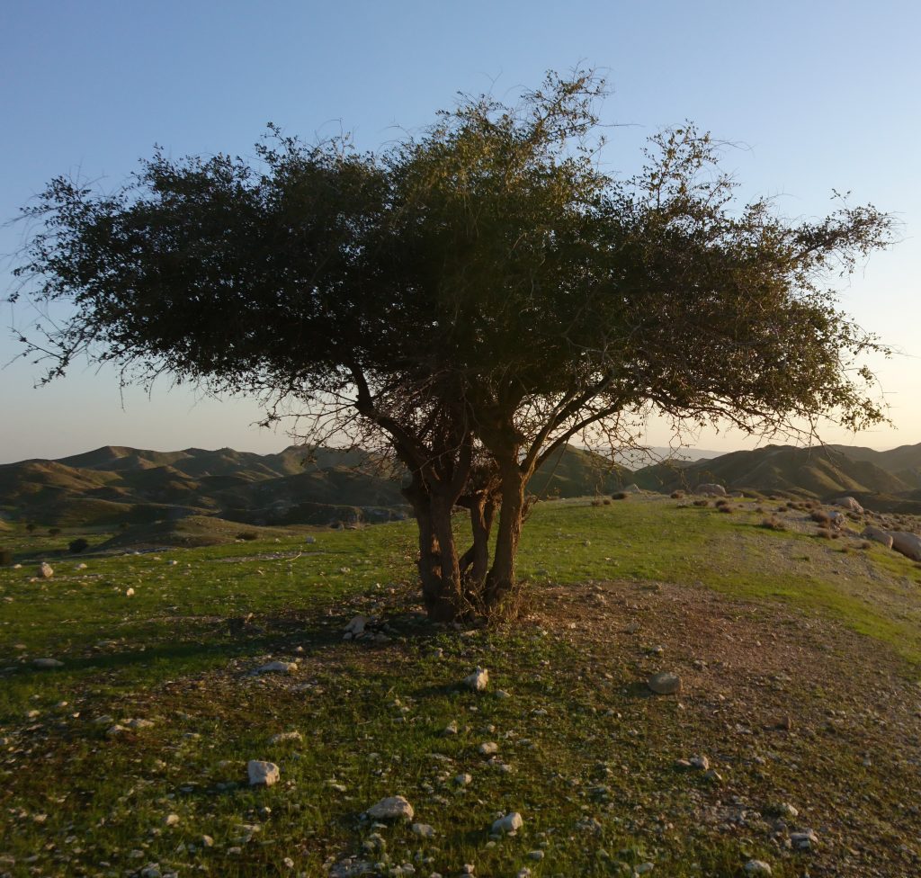 Plants of the Bible: Christ’s Thorn Jujube (Zizphus spina-christi ...