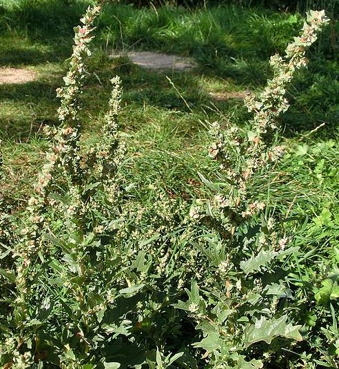 Plant Profile: Tatarian orachea (Atriplex tatarica) – KarensGardenTips.com