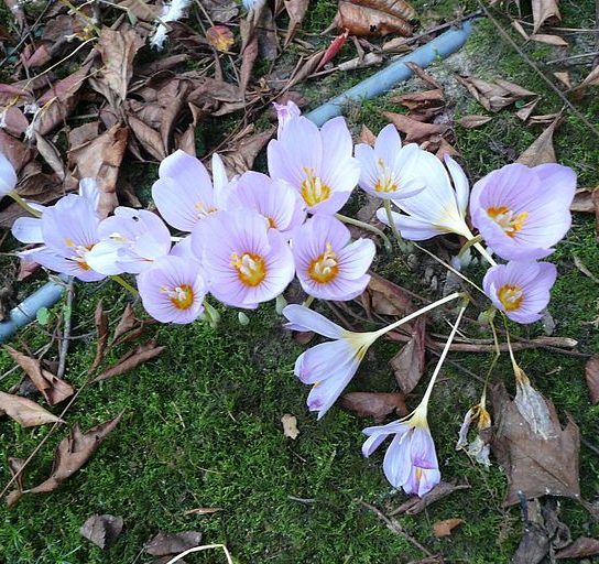 KarensGardenTips.com — Practical tips to help you get the most out of ...