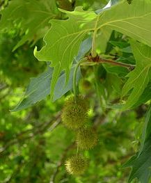Plant Profile: Old World Plane Tree (Platanus orientalis ...