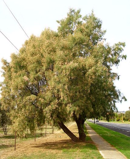 Plants of the Bible: Athel Tree (Tamarix aphylla aka T. articulata ...
