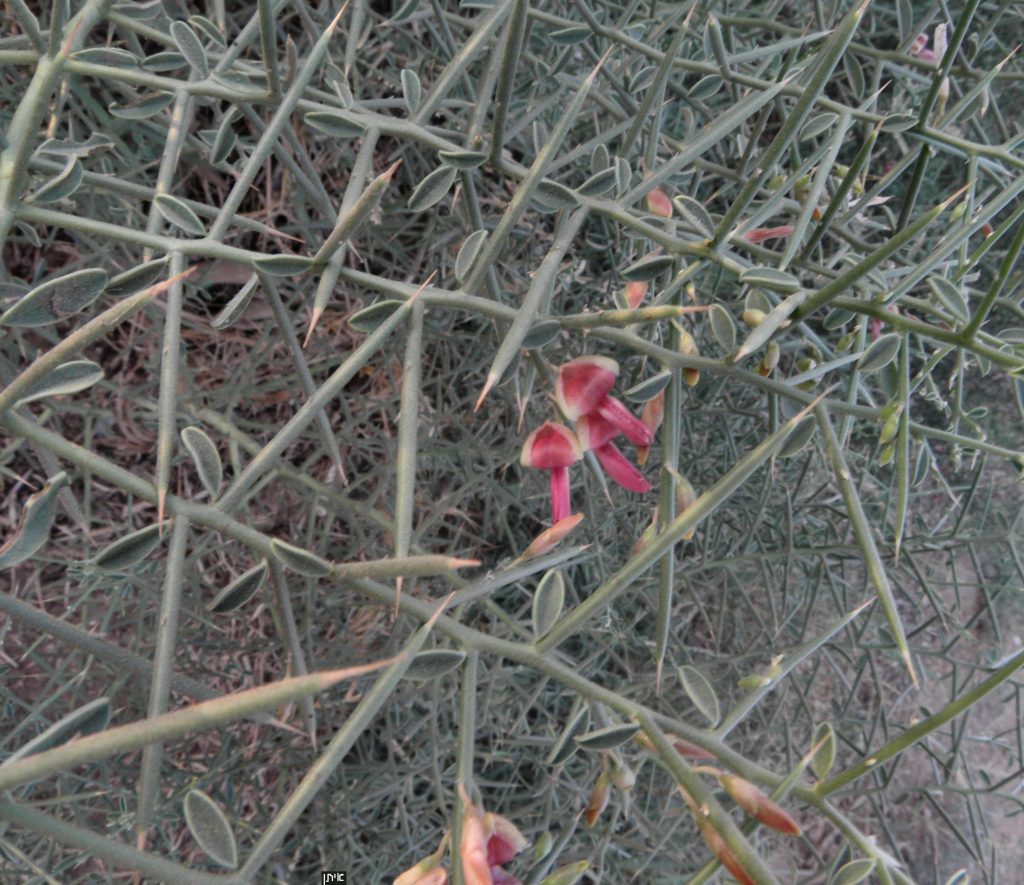 Plant Profile: Camel Thorn (Alhagi maurorum) – KarensGardenTips.com